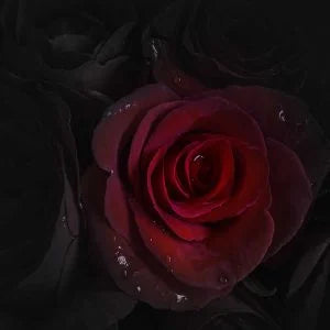 Venus, Cupid, and Crimson Petals: Roman Rose Mythology Unveiled ...